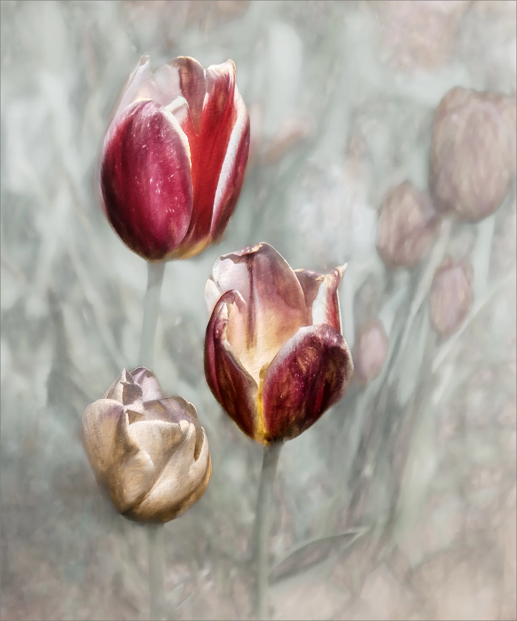 Frail beauty par Gilbert Claes, Photographie, Numérique | Art Limited