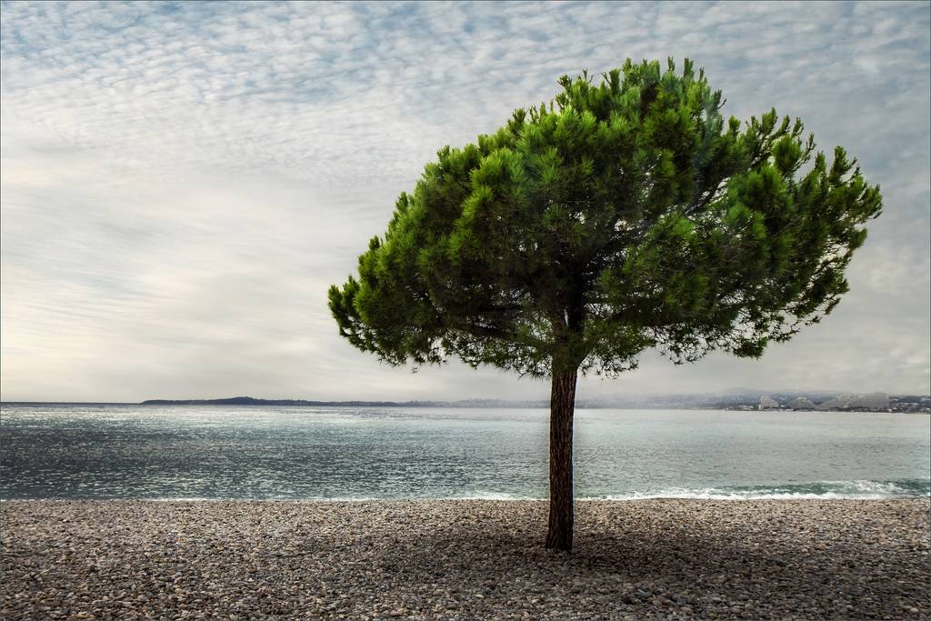Seaside Pine by Gilbert Claes, Photography, Digital | Art Limited