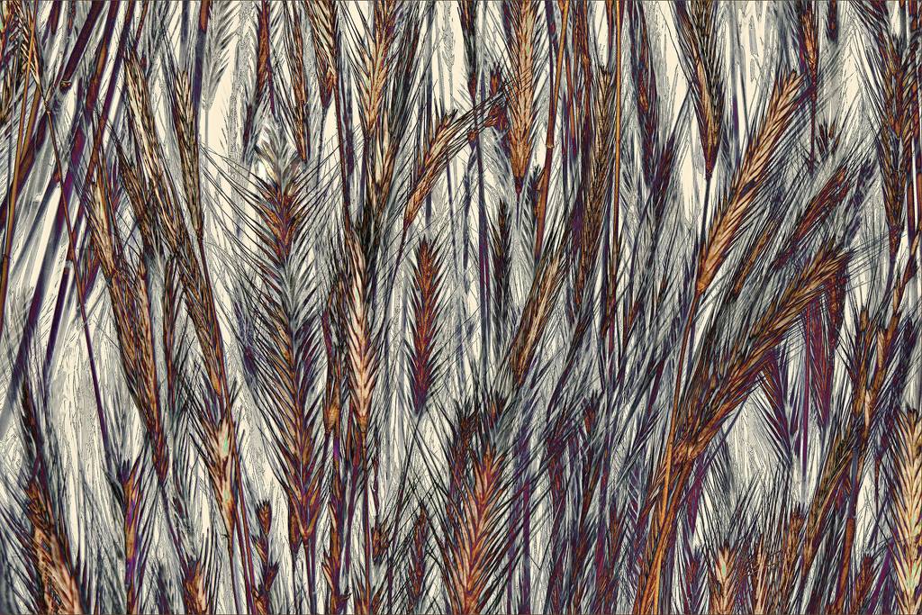 Mutated grass by Gilbert Claes, Photography, Digital | Art Limited