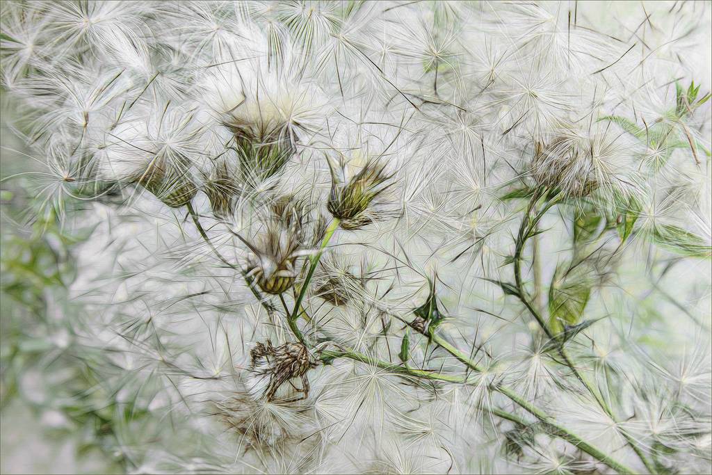 Natural explosion by Gilbert Claes, Photography, Digital | Art Limited