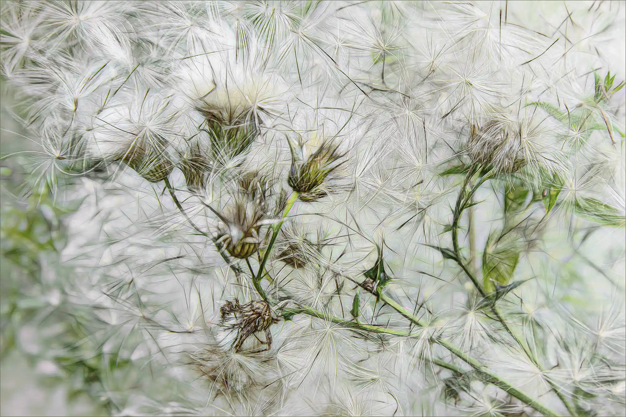 Natural explosion by Gilbert Claes, Photography, Digital | Art Limited