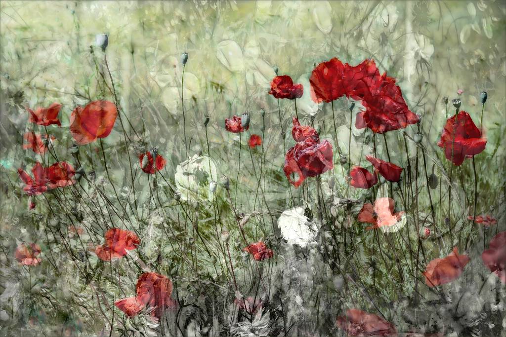 Natural Primal Force by Gilbert Claes, Photography, Digital | Art Limited