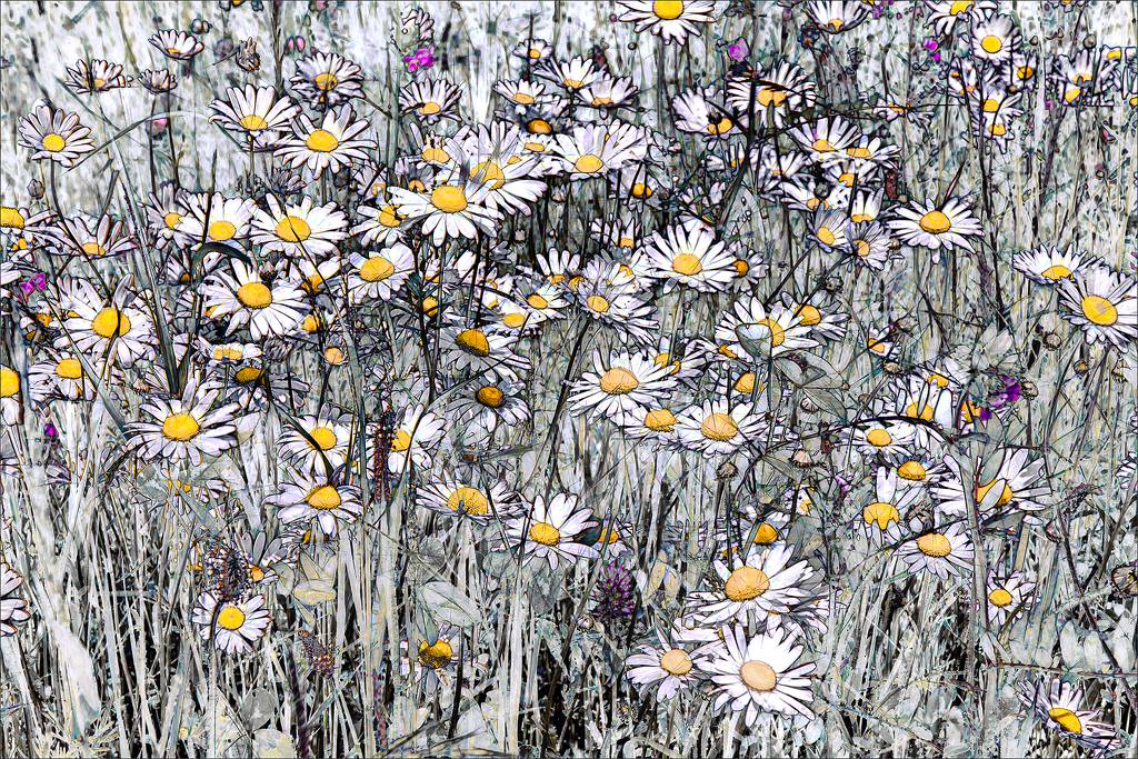 Wild Flower Carpet by Gilbert Claes, Photography, Digital | Art Limited