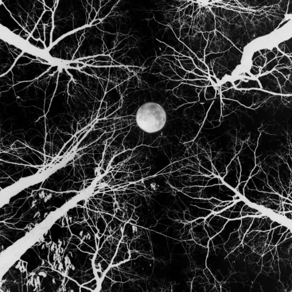 Blanches ramures par Gérard Breiner, Photographie, Numérique | Art Limited