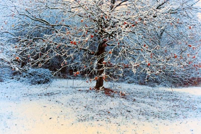 How like a Winter par M P, Photographie, Numérique | Art Limited