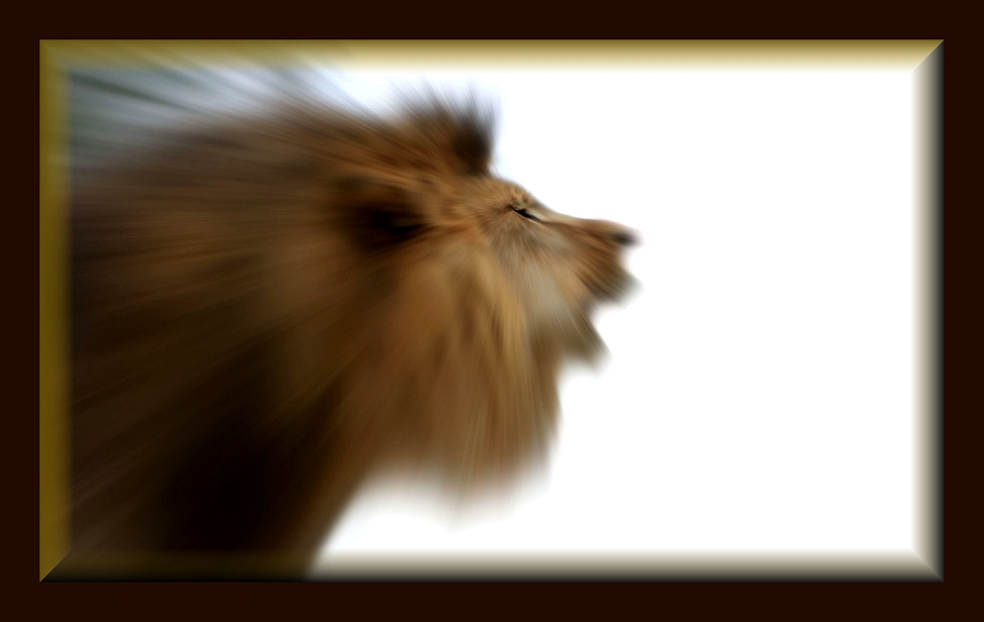 Rugissement du lion by Jacques Audonnet, art work | Art Limited