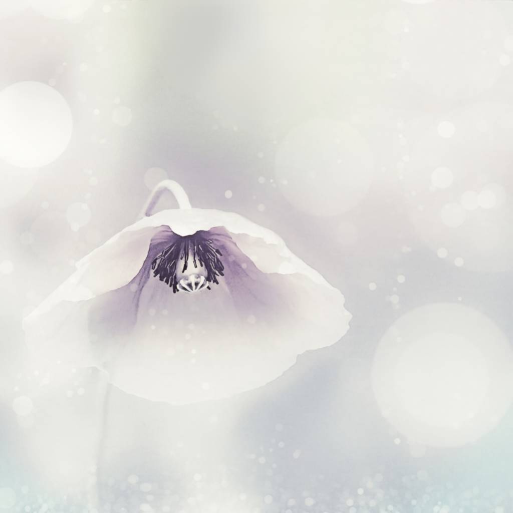 Fragile beauty by Sentov Dc, Photography, Digital | Art Limited