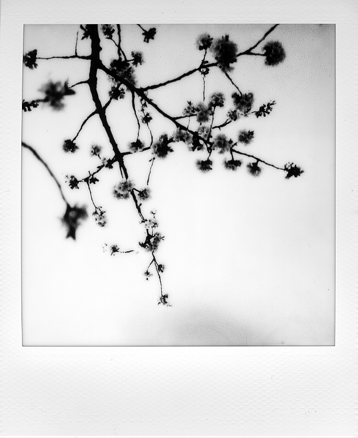 Spring Haiku by Cyril Auvity, Photography, Instant film