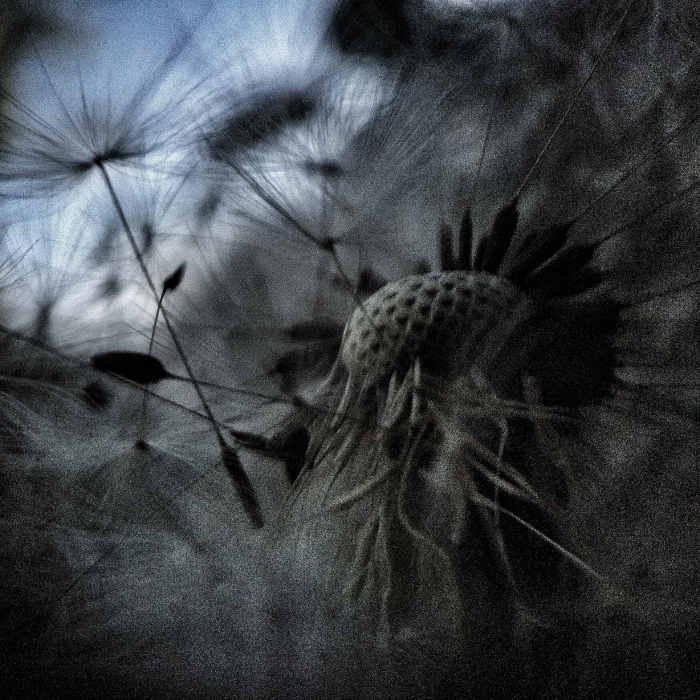 L'envol by Cyril Auvity, Photography, Mobile phone | Art Limited