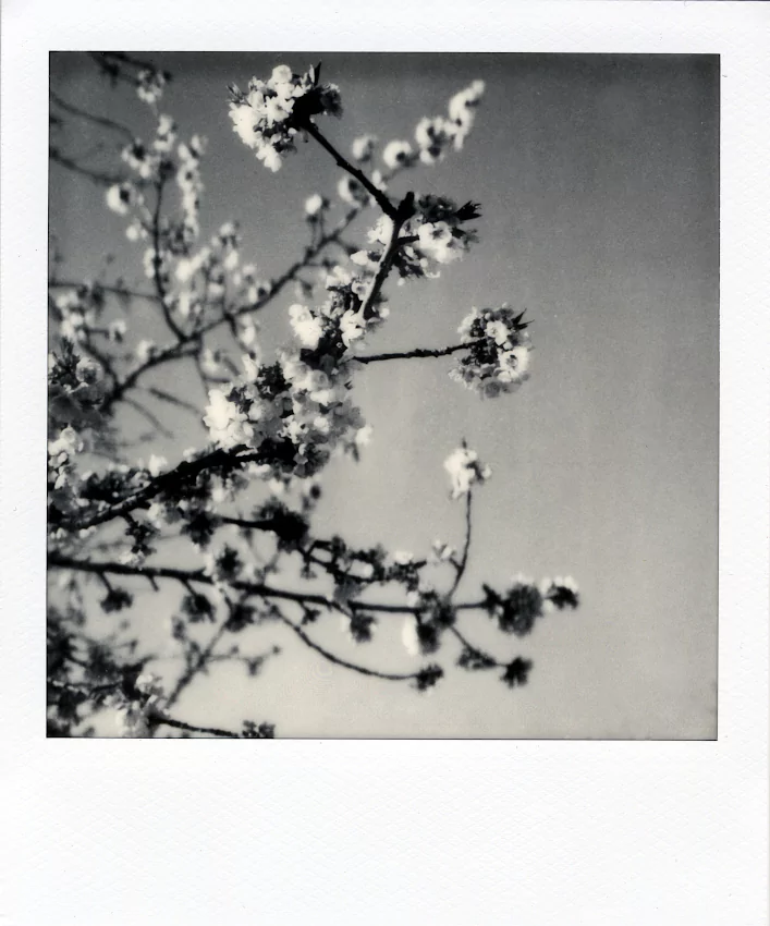 Spring in black and white. by Cyril Auvity, Photography, Instant film ...