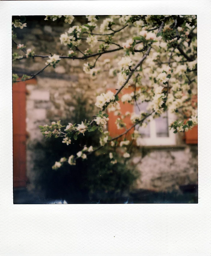 Flower Power by Cyril Auvity, Photography, Instant film | Art Limited