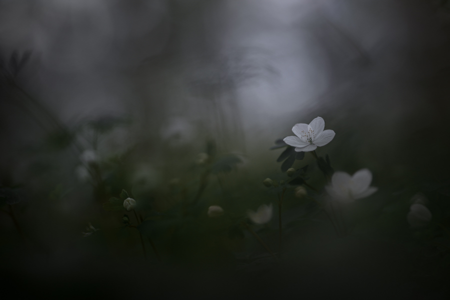 Gloomy Day by Andrei Stepanov, Photography, Digital | Art Limited