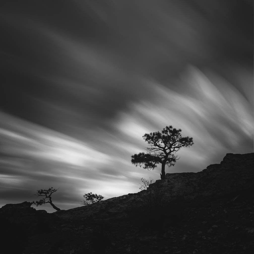 Trees On Ledge par Mabry Campbell, Photographie, Numérique
