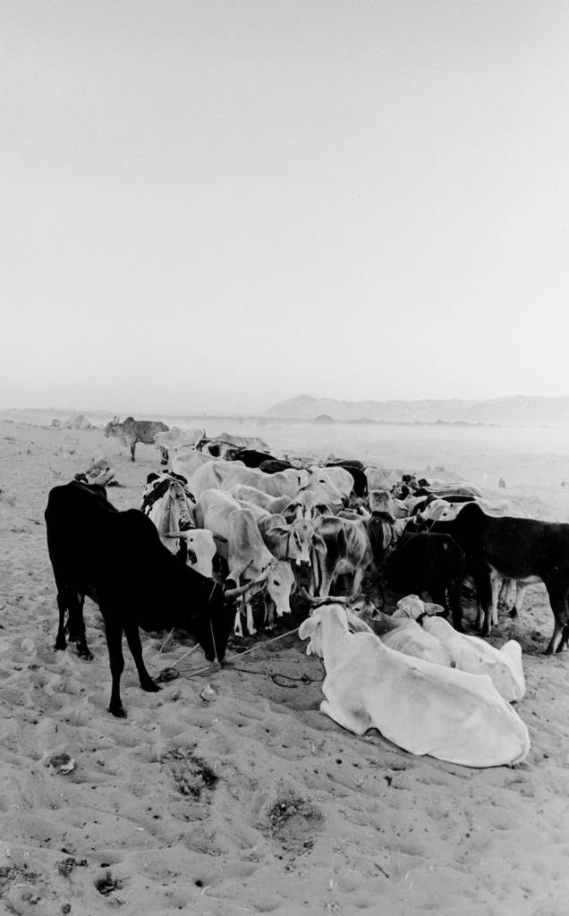 Camel Fair. Pushkar, India. by Michael Snead, art work | Art Limited