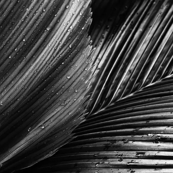 Stripes in nature by Erberto Zani, art work | Art Limited