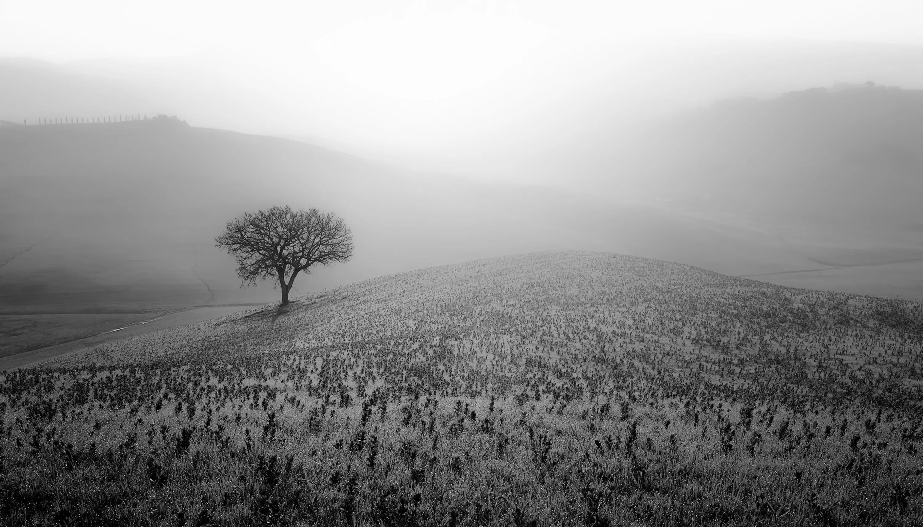 The tree of life par Fabrizio Massetti, Photographie, Numérique | Art ...