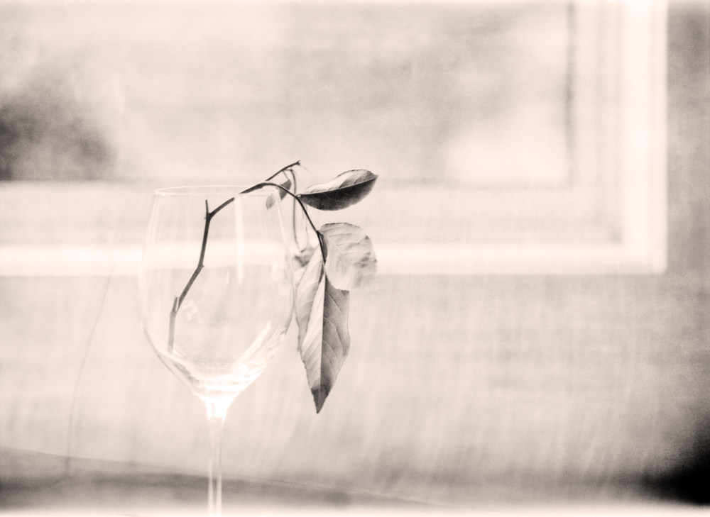 Love Lies Bleeding by Graham Hughes, Photography | Art Limited