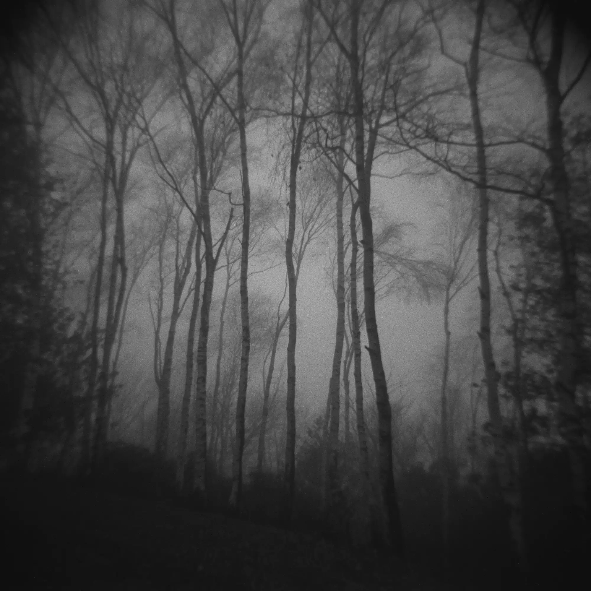 In the dark forest by Lorita, Photography, Medium-format film | Art Limited