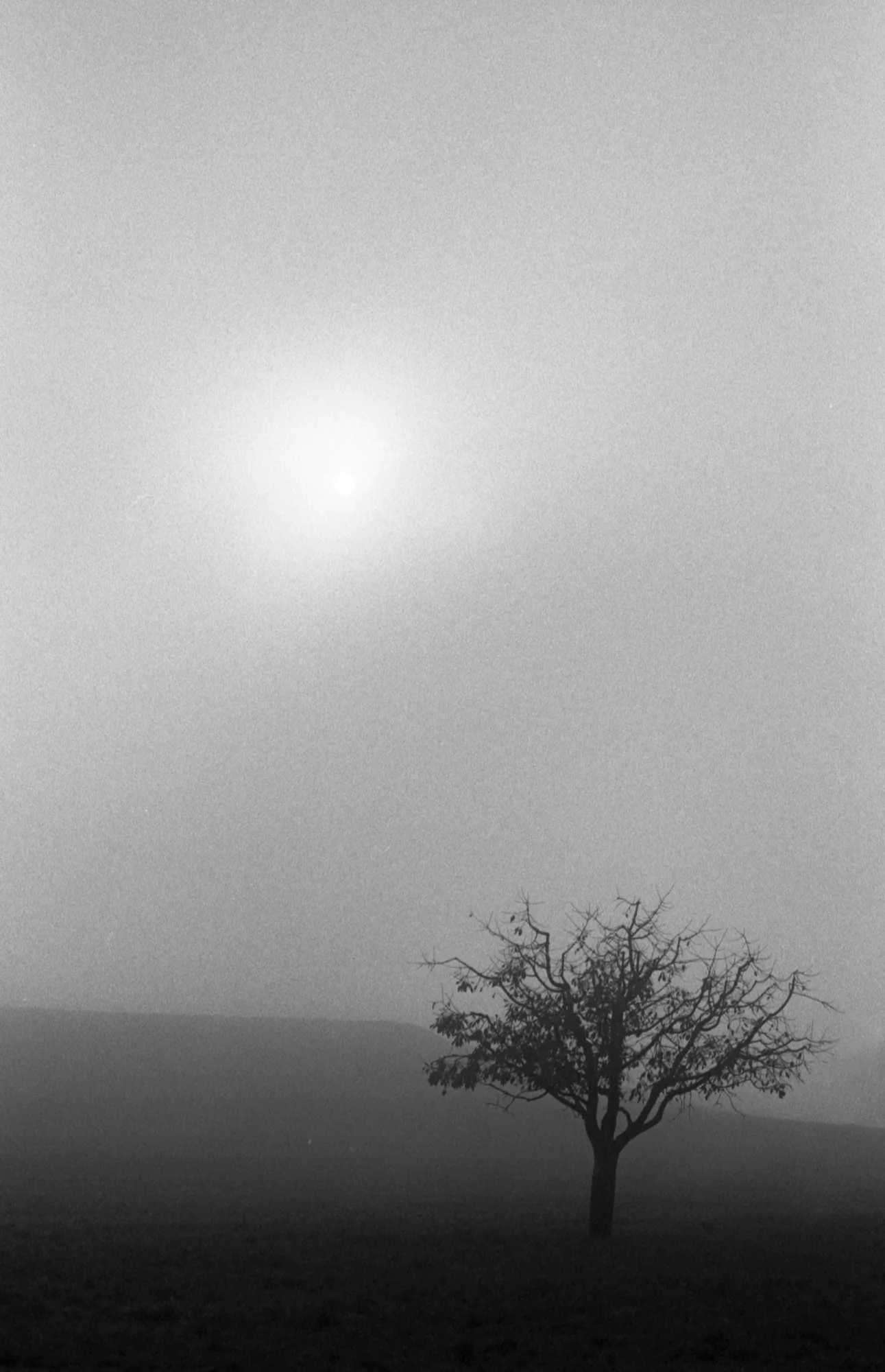 The tree and its sun by Lorita, Photography, film 24x36, 35mm | Art Limited