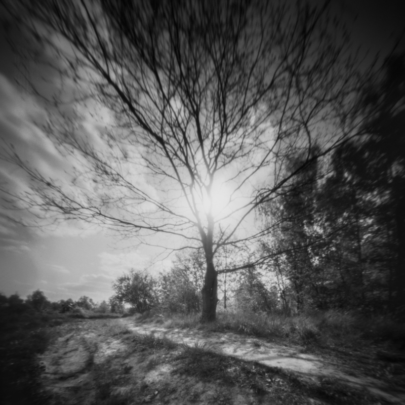 A tree by Paweł Tomczyk, Photography, Pinhole | Art Limited