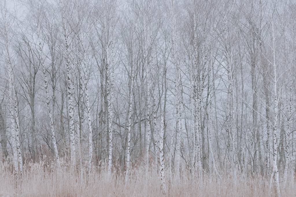 Birch forest by Renate Wasinger, Photography | Art Limited