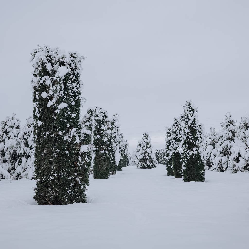 Winter forest by Renate Wasinger, Photography | Art Limited