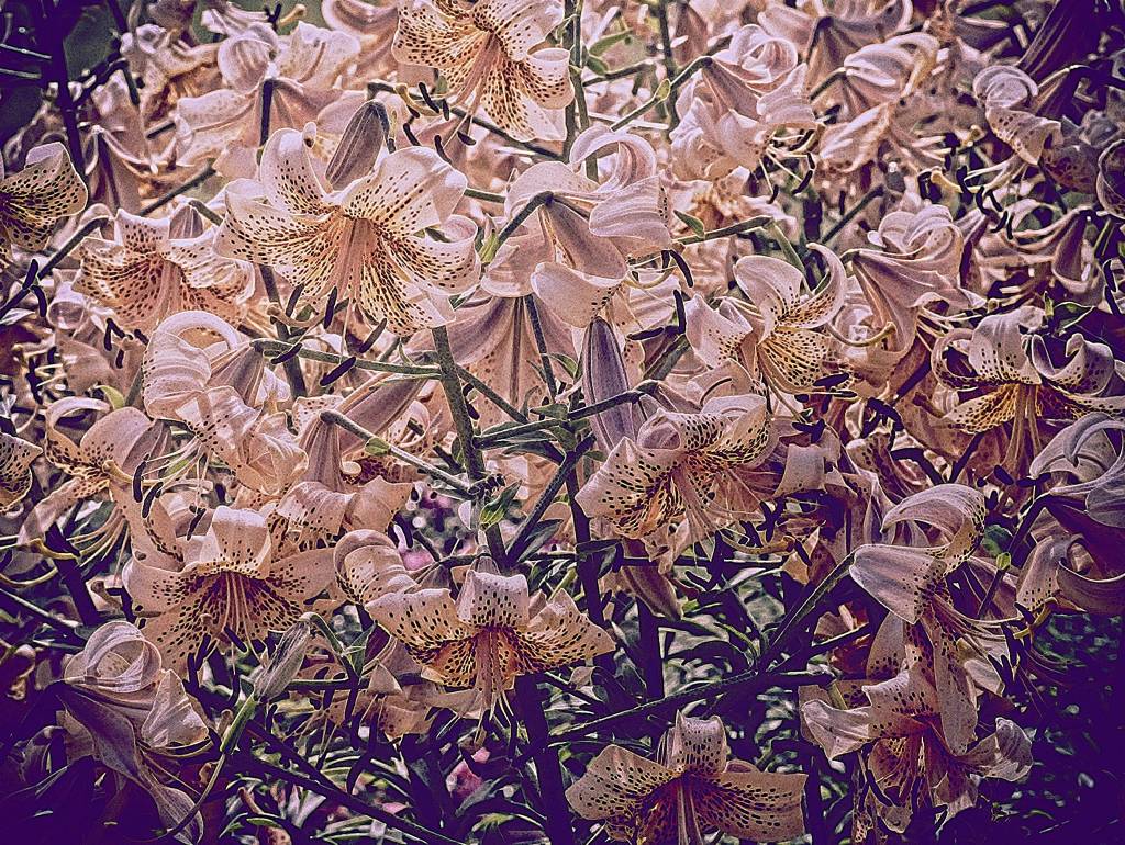Lilies by Danuta Gaweł, Photography, Digital | Art Limited