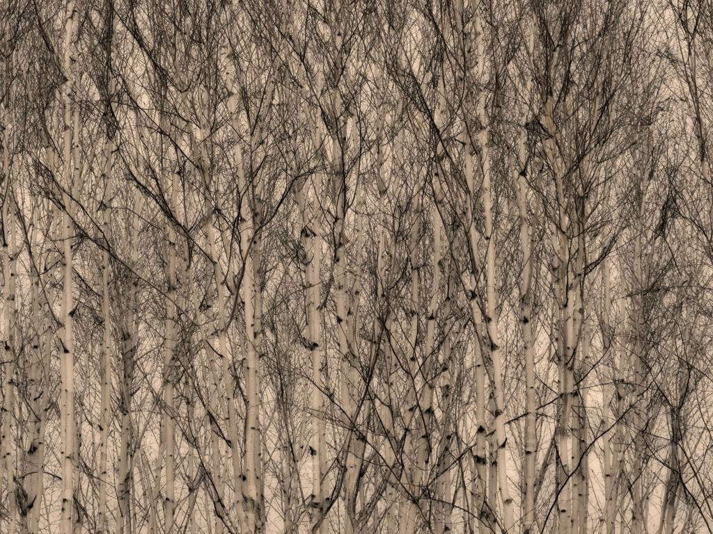 Birch thicket par Danuta Gaweł, Photographie, Numérique | Art Limited
