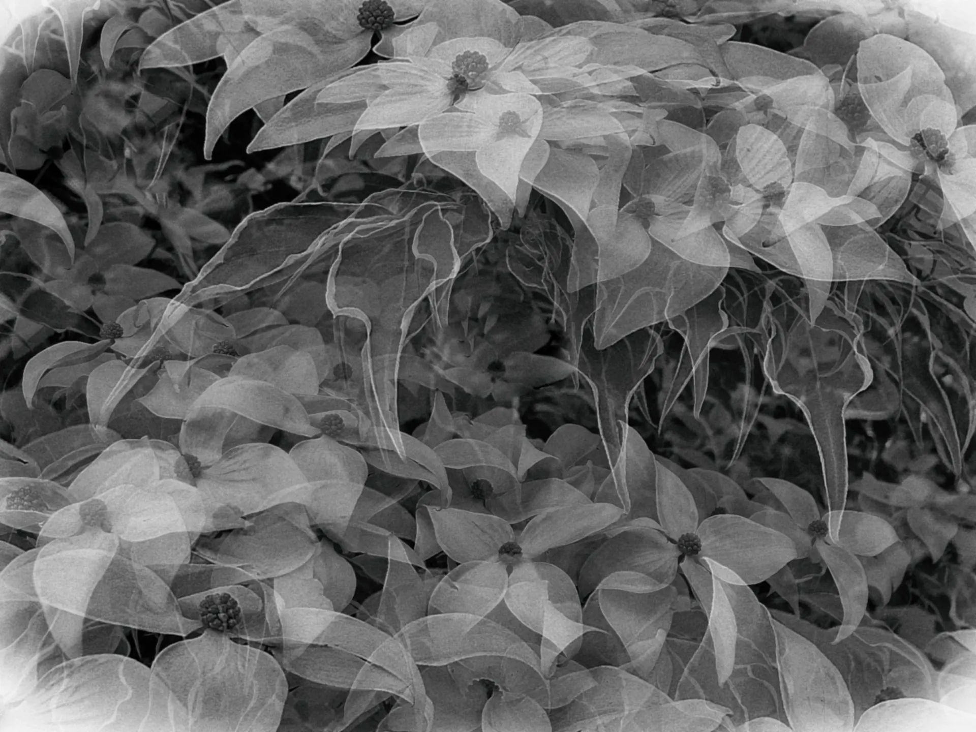 White stars by Danuta Gaweł, Photography, Digital | Art Limited