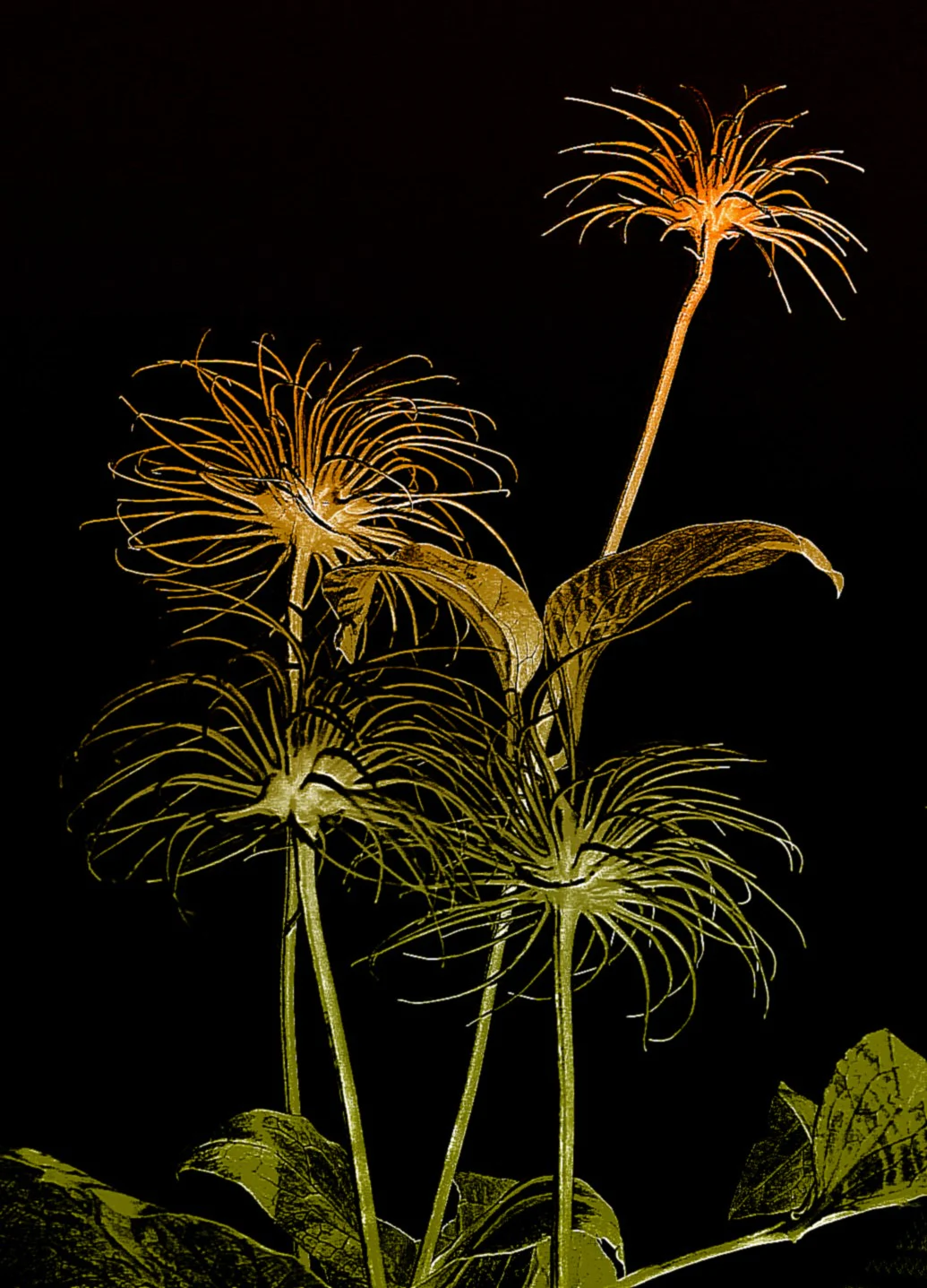 Fireworks by Danuta Gaweł, Photography, Digital | Art Limited