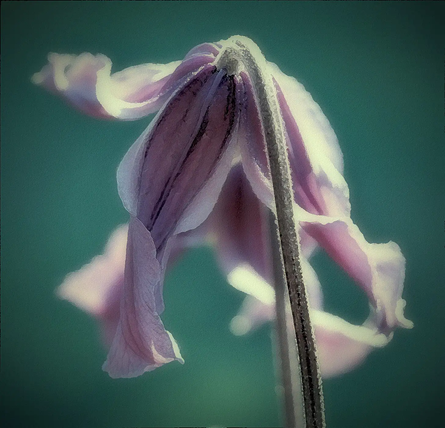 Untitled by Danuta Gaweł, Photography, Digital | Art Limited