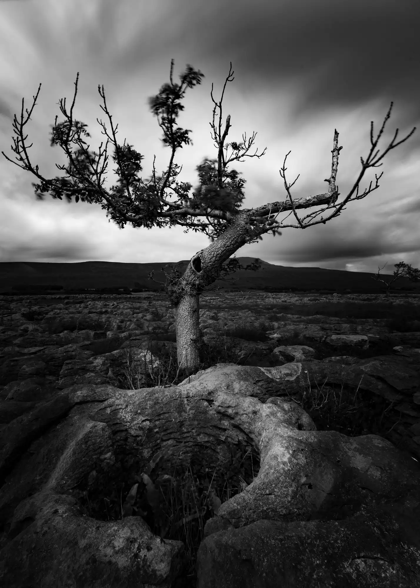 Craggy tree 3 by Julian Greaves, Photography, Digital | Art Limited