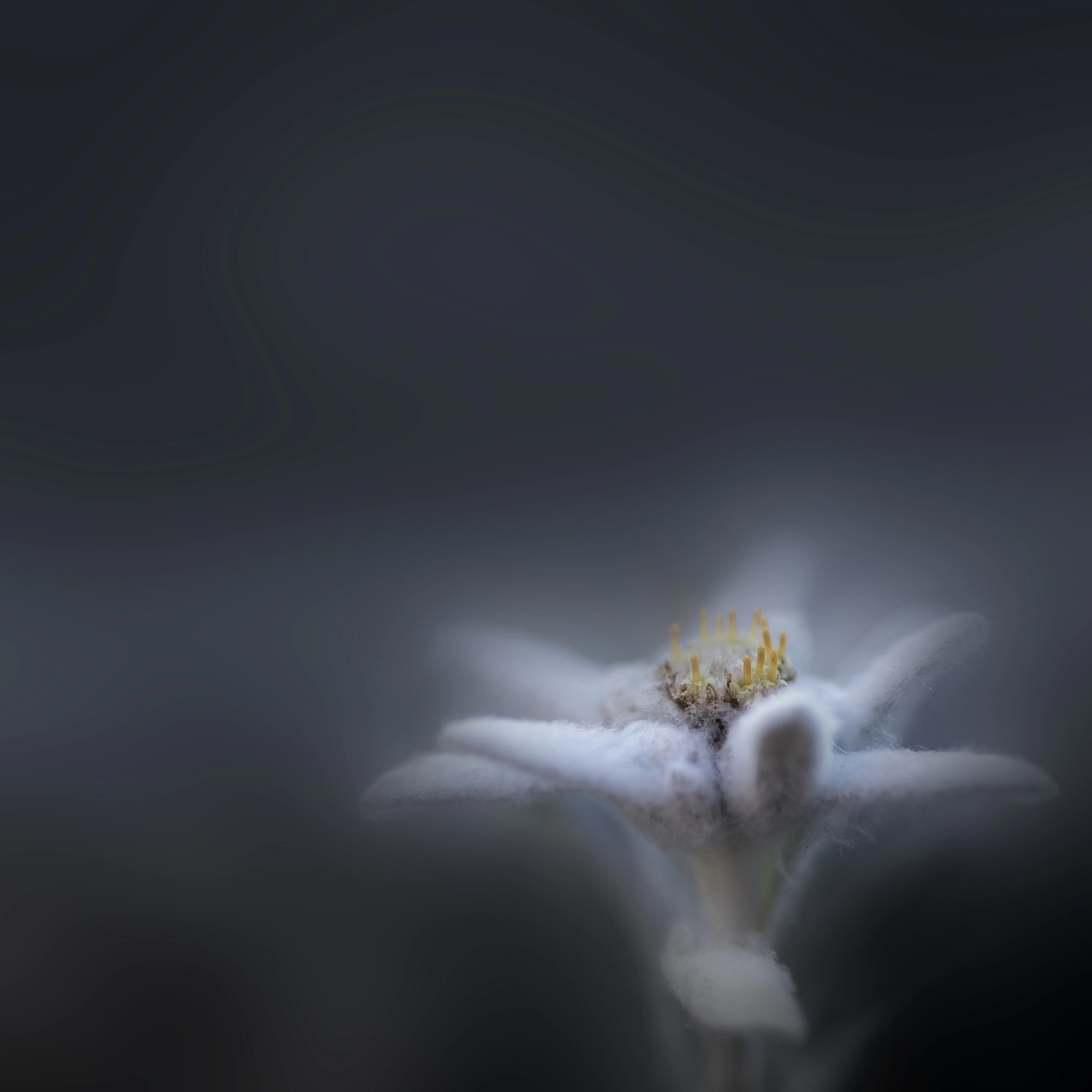 Edelweiss by Hrvoje Sarajlija, Photography, Digital