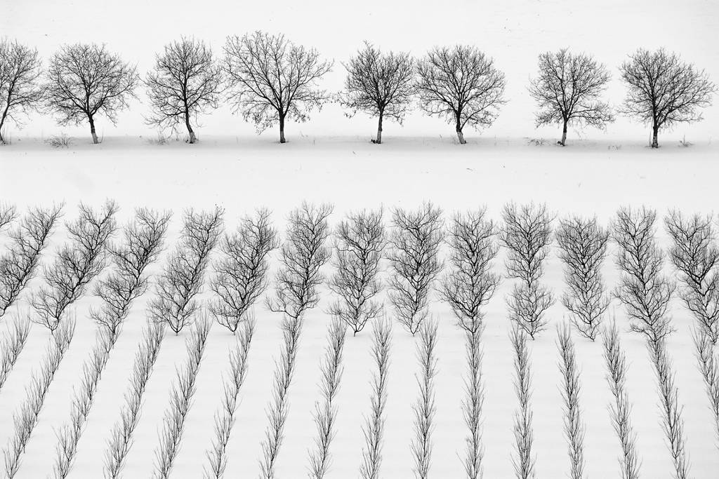 Lines of life by Anatolie Poiata, art work