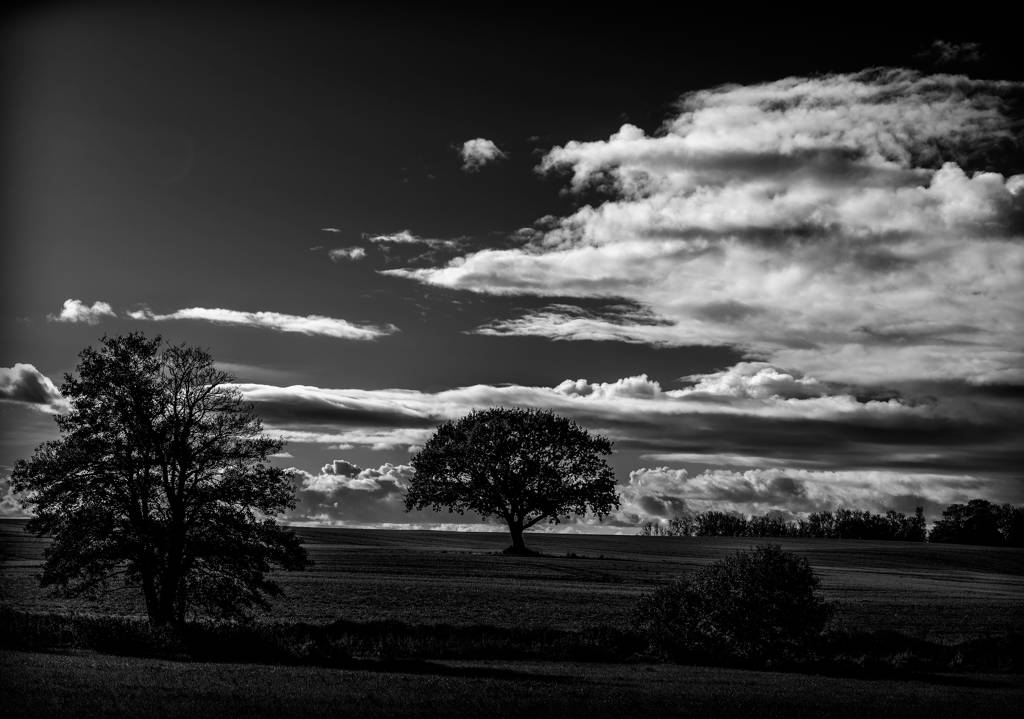 Landscape with Trees and Significant Clouds by John Nagel Petersen ...
