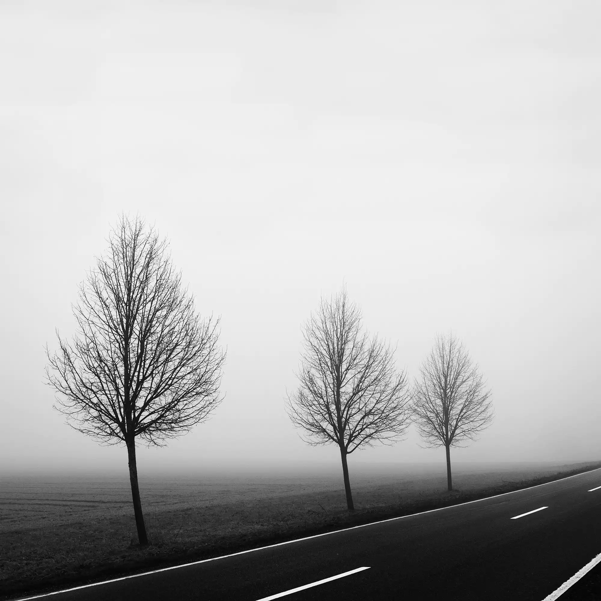Portrait of trees by Daniel Dencescu, Photography | Art Limited