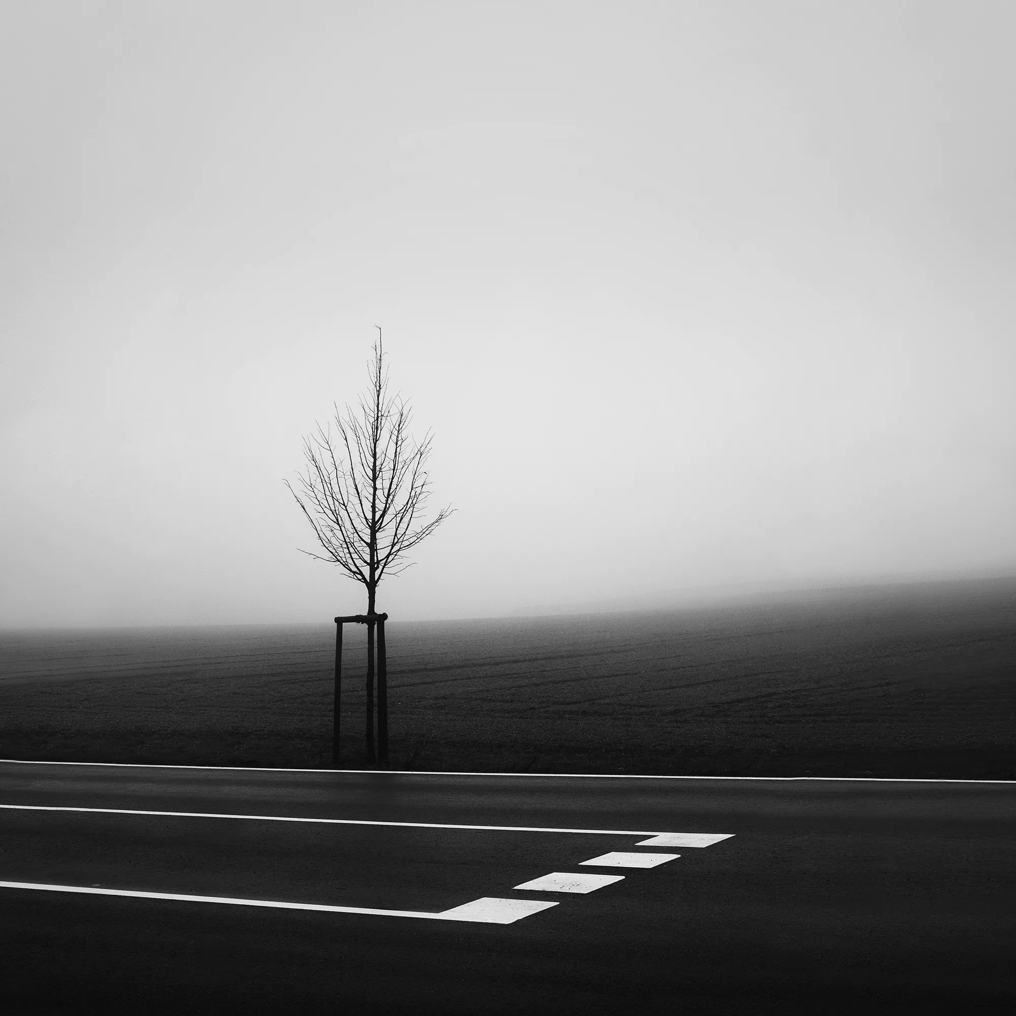 Roadside tree by Daniel Dencescu, Photography, Digital | Art Limited