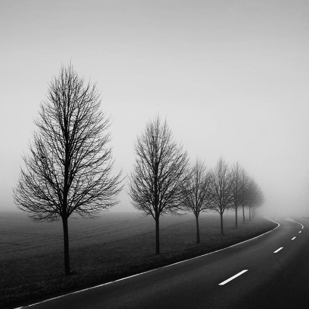 Roadside trees by Daniel Dencescu, Photography, Digital | Art Limited