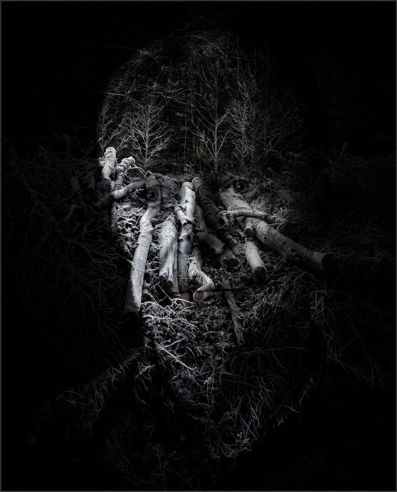 visual metamorphosis art