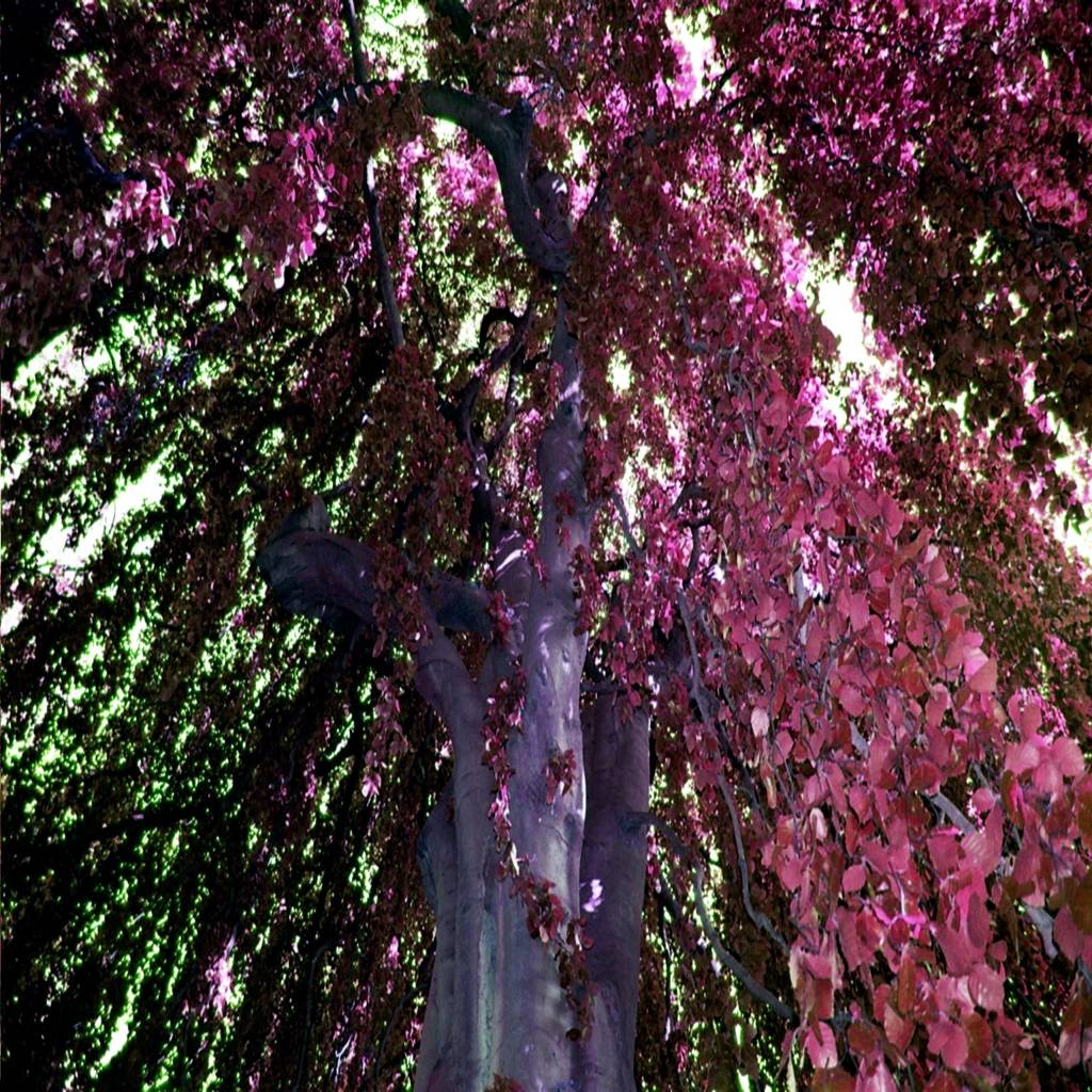 The Bleeding Tree par Gawrila Ghul, Art numérique, Montage, retouche ...