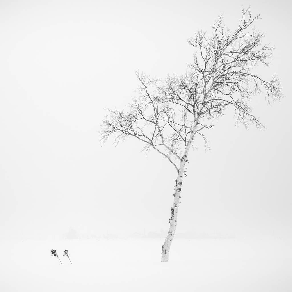 Project - Trees #94995 by Kazuya KATO, Photography, Digital | Art Limited