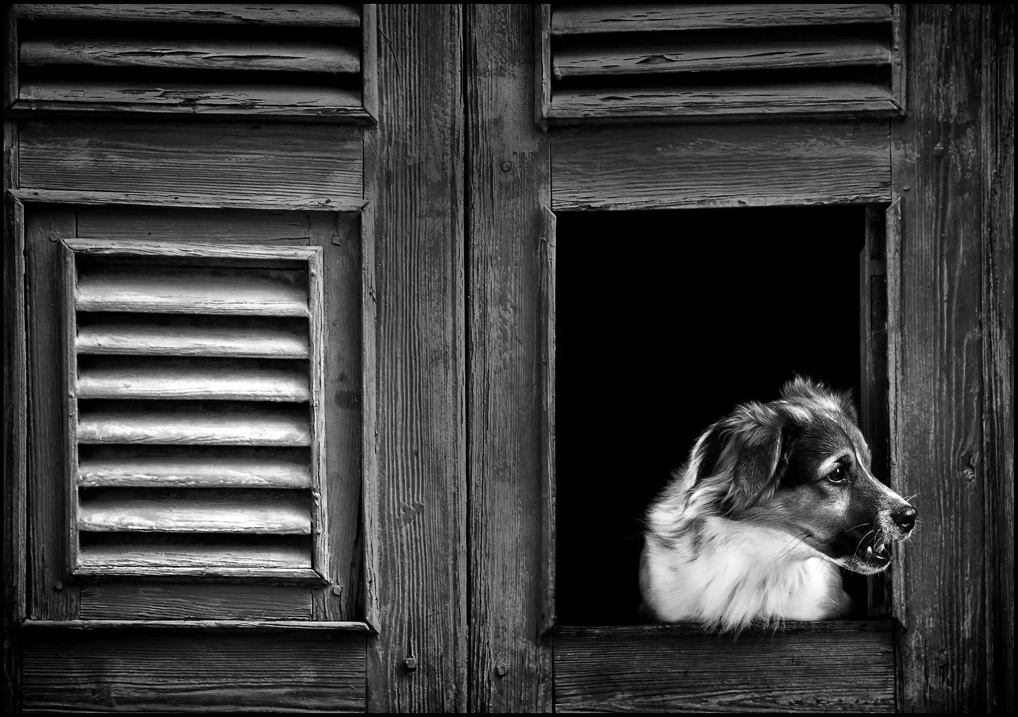 On the lookout by Marc Apers, Photography, Digital | Art Limited