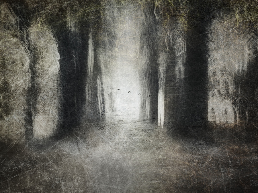 Dancing Trees by Ulrike Clara Landau, Photography, Montage, retouching ...