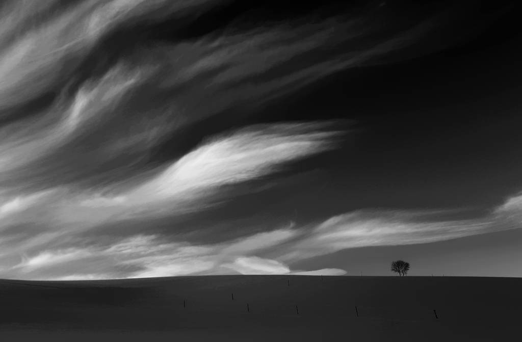 Little Tree by Angelika Vogel, Photography, Digital | Art Limited