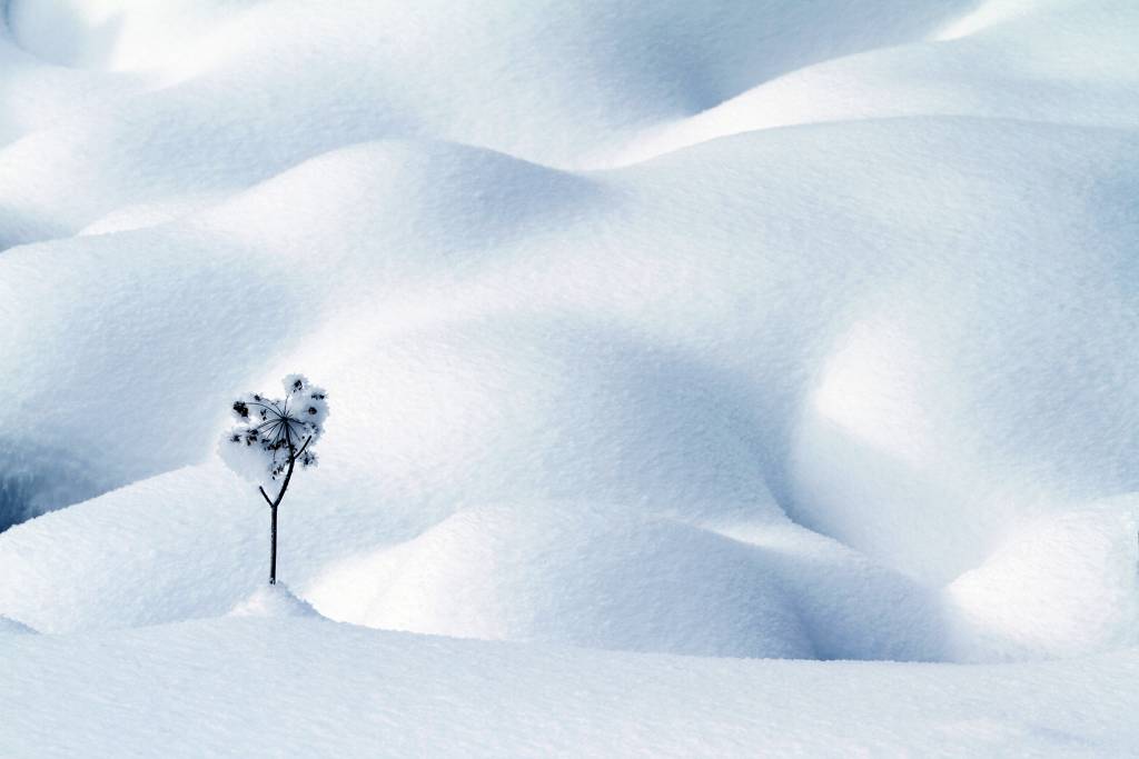 Little Snow Flower by Angelika Vogel, Photography, Digital | Art Limited