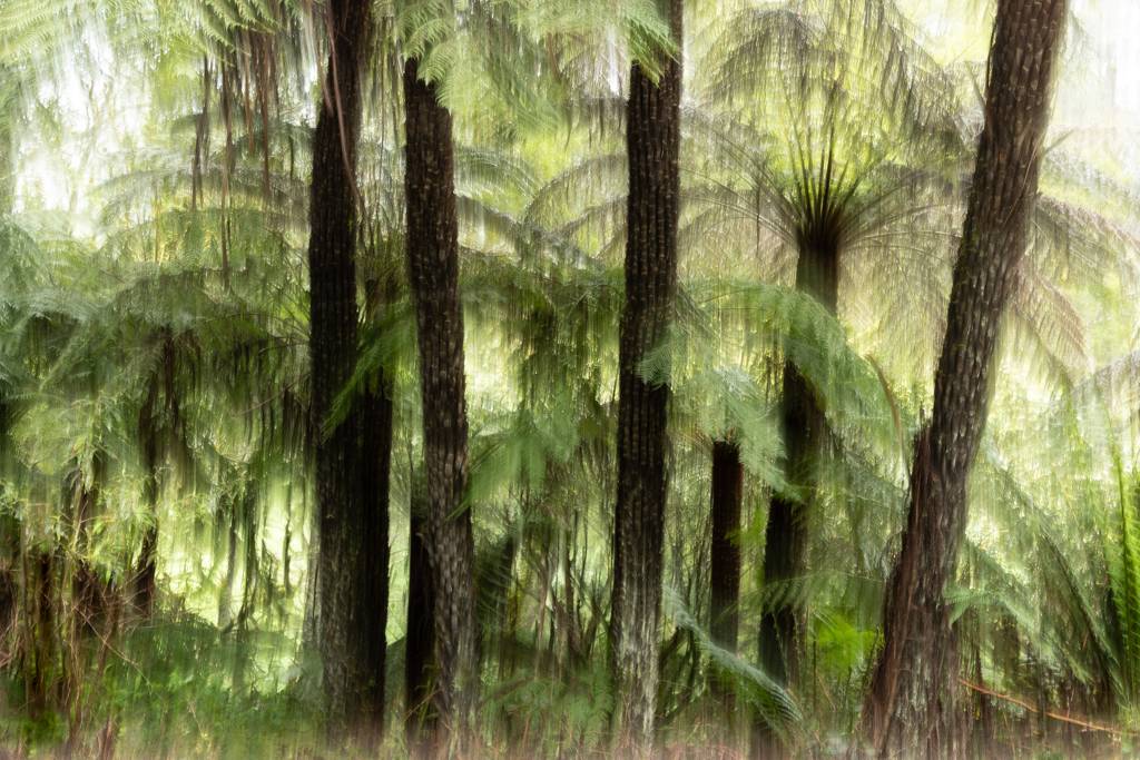 Fern Tree Forest ... par Angelika Vogel, Photographie, Numérique | Art ...