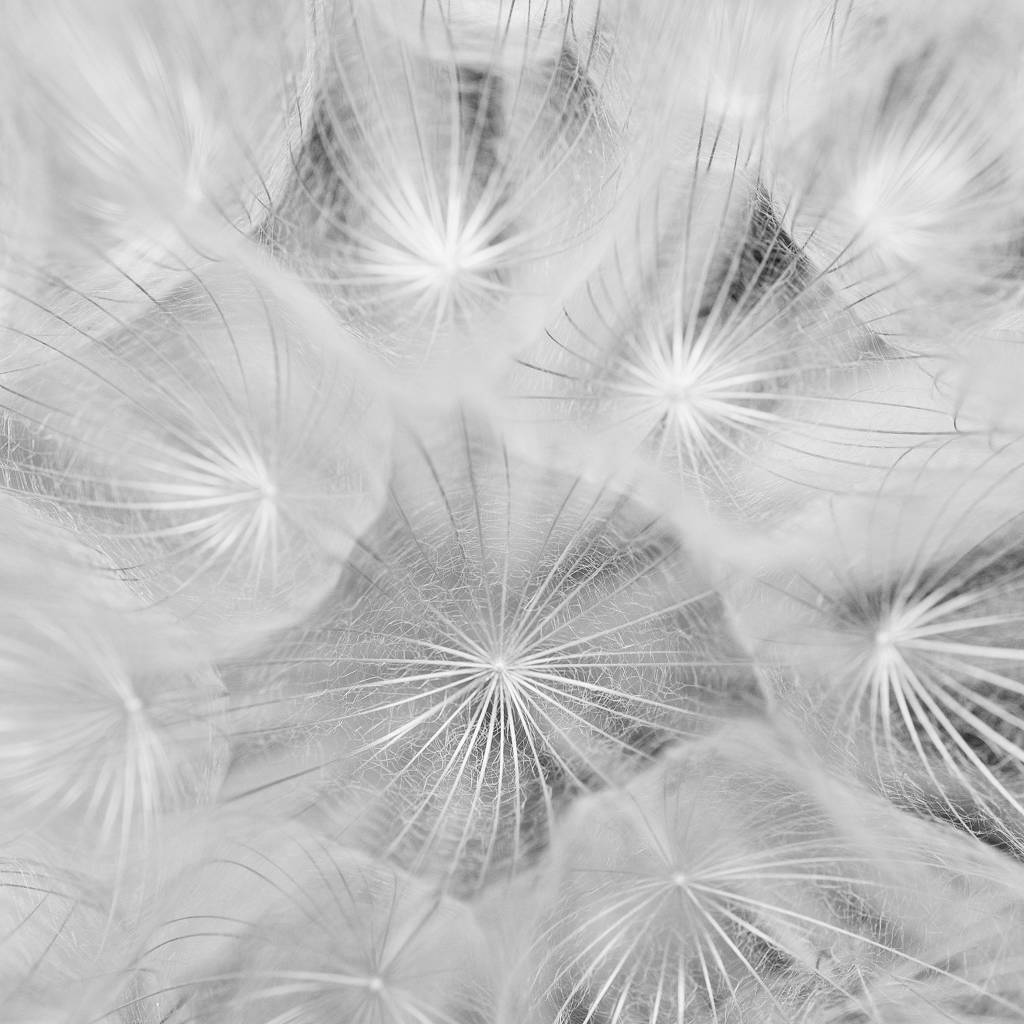 Nature fragments by Jimmy Lubomir Korensky, Photography | Art Limited