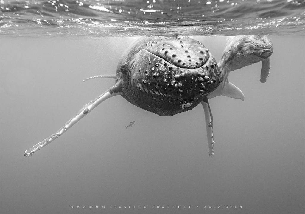 Humpback Whale Face to face by WEN HUA Chen, art work | Art Limited