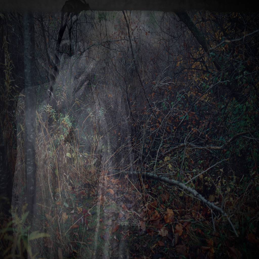 Ghost in woodlands by Ann Nguyen, Photography, Digital | Art Limited