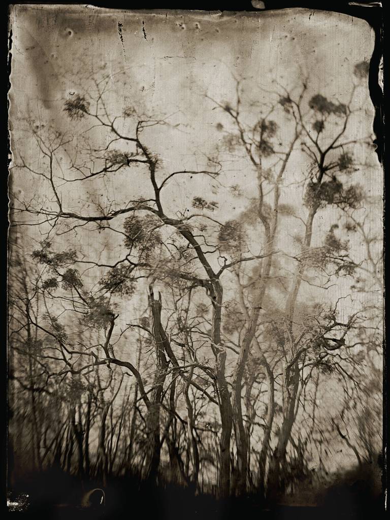 Lucidum silva by Arthur Jakubowski, Photography, Large-format film ...